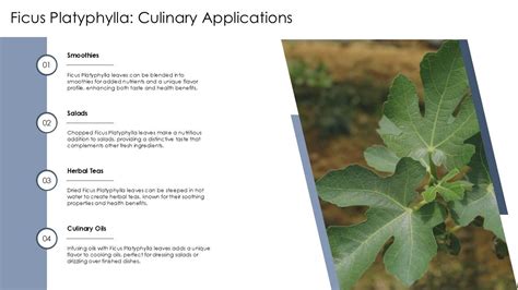 Ficus Platyphylla Medicinal Plant Traditional Uses Ppt Template St Ai