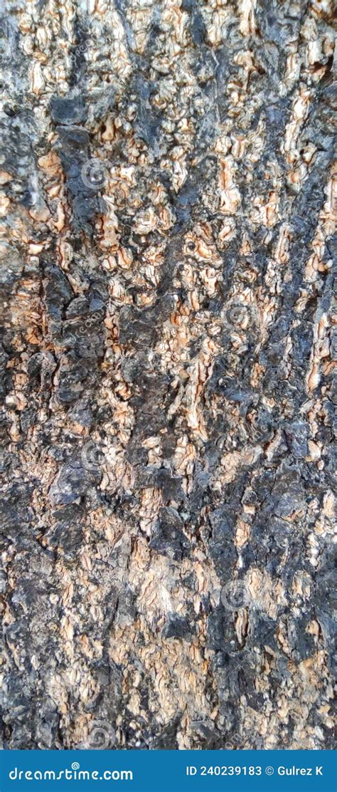 Natural Wood Texture Background Of Tree Bark Stock Image Image Of Aging Organic