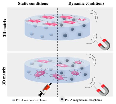 Schematic Representation Of Cell Culture Conditions Download Scientific Diagram