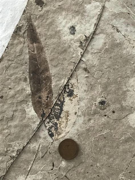 Best Place To Find Fossils Near Colorado Springs Unlimited Hunting