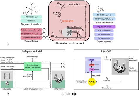 Tactile Sensors Are Less Important Than The Order Of Learning Experiences For Robotic Hands