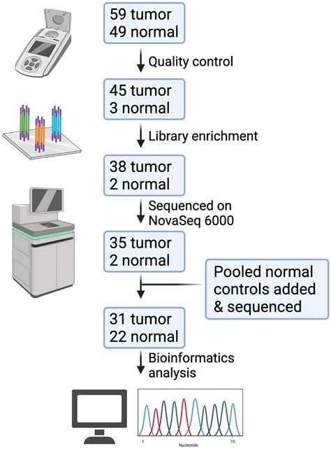 Overview Of Sequencing Pipeline DNA Was Extracted From Download Scientific Diagram