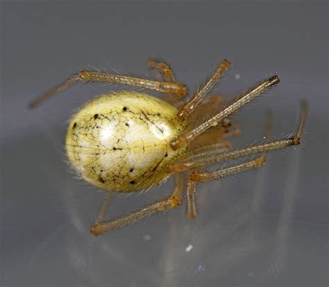 Common Candy Striped Spider Sensu Stricto Naturespot