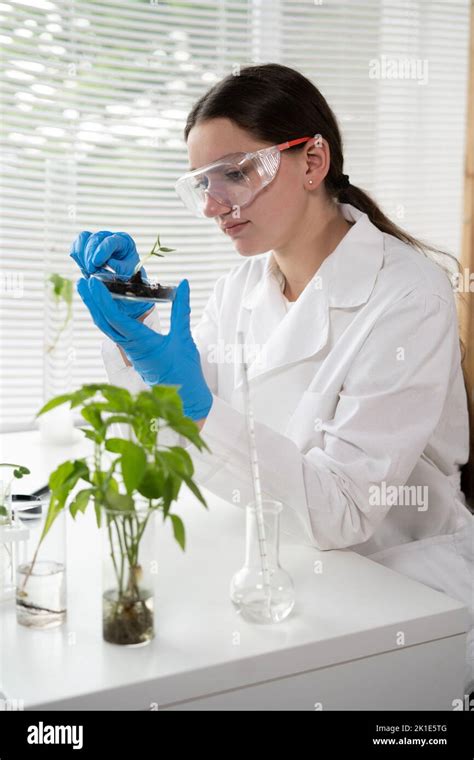 Woman Examining Green Plant In Laboratory Scientist Is Conducting