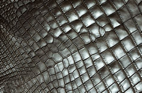 Texture Shell Reptile Free Photo On Pixabay Pixabay