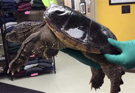 As turtle injuries surge, Ontario drivers urged to slow down during nesting season | Globalnews.ca