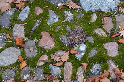 Path Moss Stones Free Photo On Pixabay Pixabay