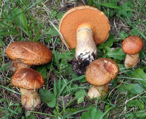 Масленок рыже-красный (Suillus tridentinus) фото и описание