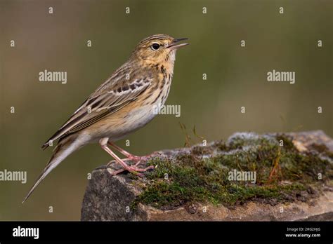 Boompieper Tree Pipit Stock Photo Alamy