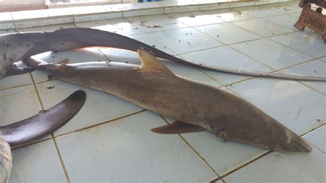 Carcharhinus Macloti Müller And Henle 1839