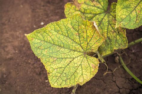 Cucumber Diseases What You Need To Know Gardeneco