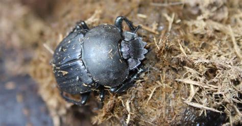 Dung Beetle Predators Scarab Beetle Definition And Facts Britannica