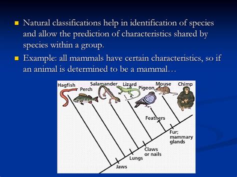 55 Classification Taxonomy Ppt Download