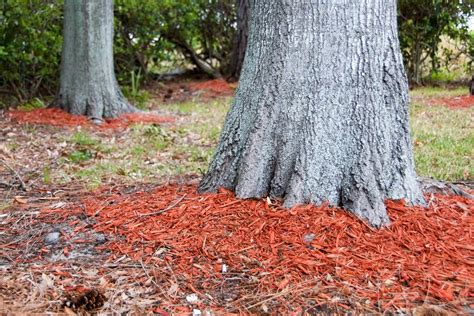 How Does Mulching Impact The Root System Of Trees In Melbourne