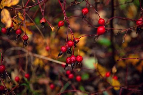 Page 8 Flowering Raspberry Images Free Download On Freepik