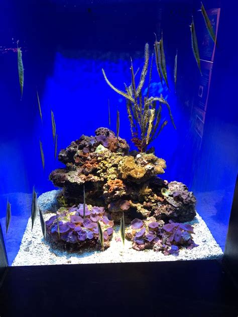 Shrimp Behavior Swimming Vertically With Head Down