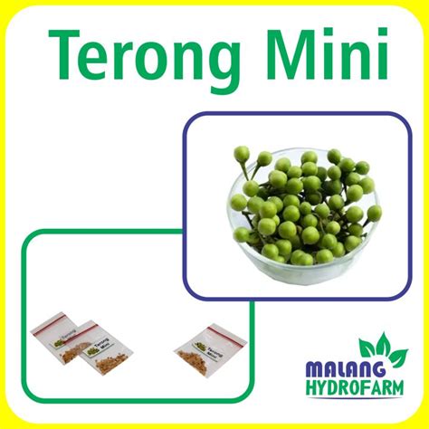 Benih Terong Mini Unggulan Berkualitas Biji Bibit Repack Sayuran Sayur Pokak Rimbang Hydroponik