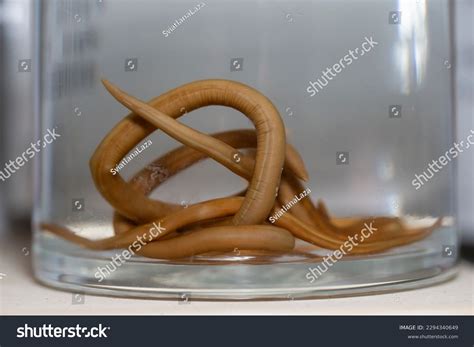 Ascaris Lumbricoides Worm