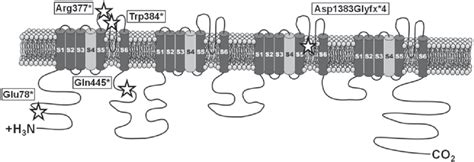 Location Of Identified Likely Pathogenic Variants Within The Scn1a Location Of Identified Likely Pathogenic Variants Within The Scn1a