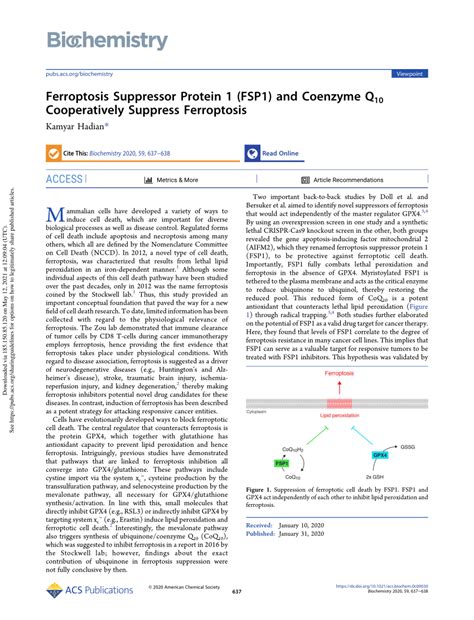 Pdf Ferroptosis Suppressor Protein 1 Fsp1 And Coenzyme Q 10