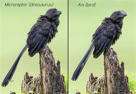 Microraptor Animali Anatomia Animale Dinosauri