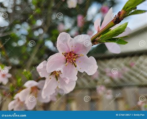 Pick Flowers On Tree Stock Image Image Of Branch Spring 276612857