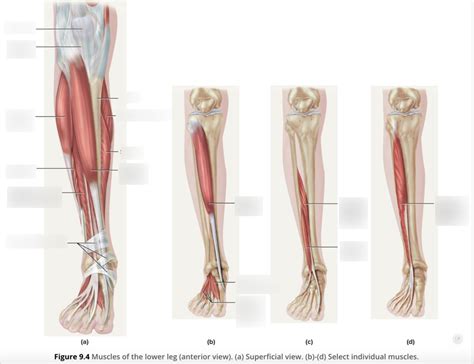 Lower Leg Muscles Anterior View Diagram Quizlet