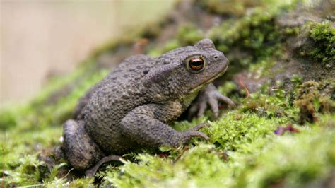 Common Toad Bufo Bufo British Reptiles Woodland Trust