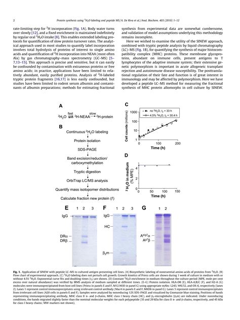Solution Measurement Of Protein Synthesis Using Heavy Water Labeling
