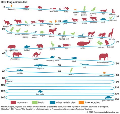 Life Span Definition Measurement And Facts Britannica