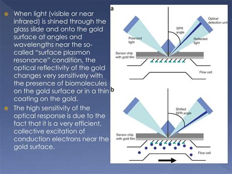 Ppt Surface Plasmon Resonance Biosensors Powerpoint Presentation