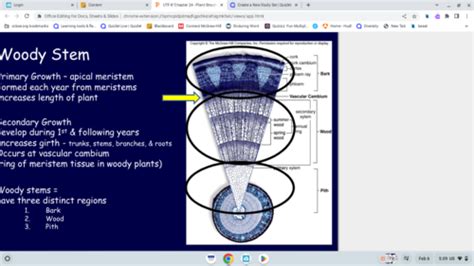 Chapter 24 Flowering Plant Structure And Organization Flashcards Quizlet