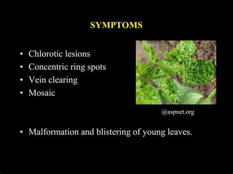 Cowpea Mosaic Virus Cowpea Aphid Mosaic Virus Pptx Infectious Diseases Diseases And