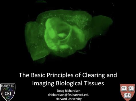How Does Tissue Clearing Work At Ryan Henderson Blog
