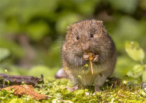 Vole Behavior Animalbehaviorcorner