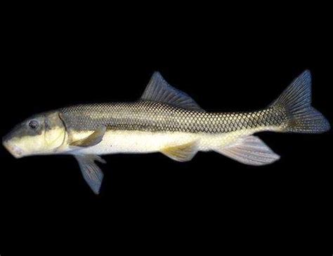 Largescale Sucker Life Expectancy