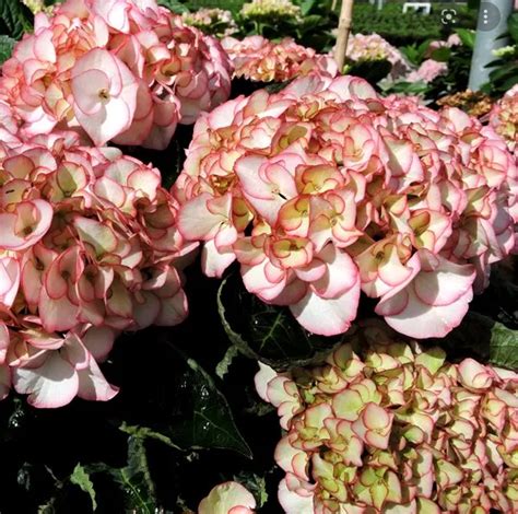 Hydrangea Tea Time Chique 20cm The Garden Feast