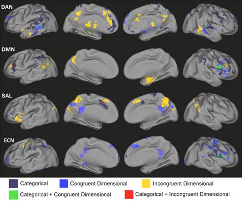 Composite Maps Of The Dorsal Attention Network Dan Default Mode Download Scientific Diagram