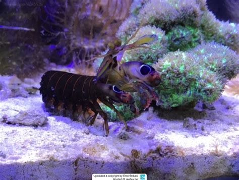 Gonodactylus Smithii Ppurple Spot Mantis Shrimp Smiths Mantis Shrimp