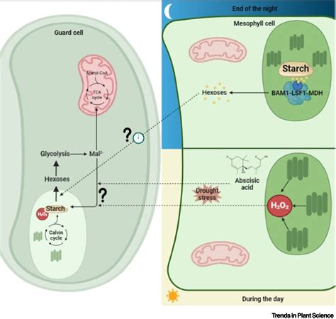 Guard Cells And Mesophyll A Delicate Metabolic Relationship Trends In