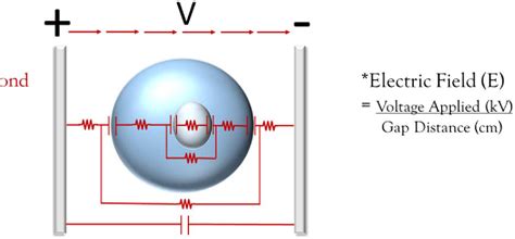 Figure 2 From Assessing Novel Bioelectric Effects Of Nanosecond Pulsed