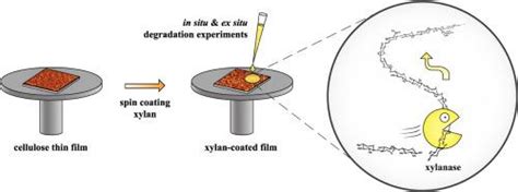 用于评估木聚糖酶活性的木聚糖 纤维素薄膜平台 Carbohydrate Polymers X Mol