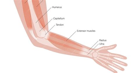 Elbow Dislocation Symptoms Causes And Diagnosis