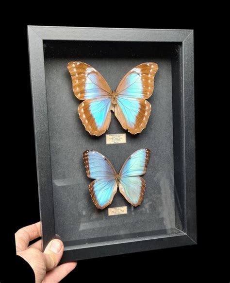 Nice 2 Species Morpho Specimens Collection 32x23 Cm From South
