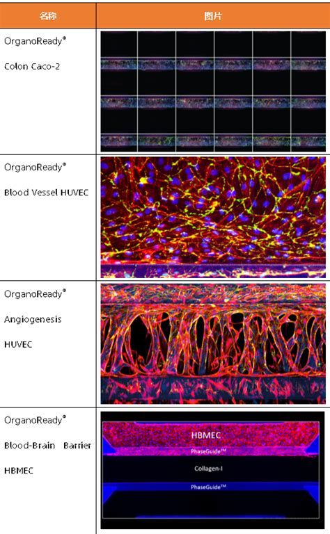 和hub、罗氏、默克等合作，mimetas如何成为器官芯片的领军者 动脉网