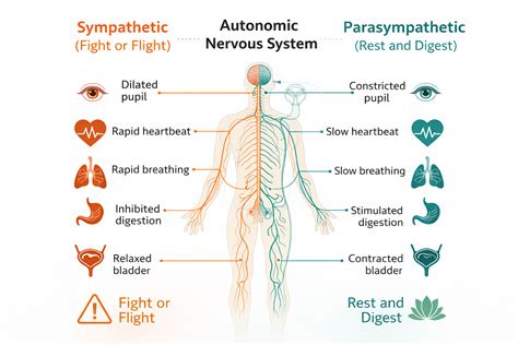 Nervous System Regulation The Science Backed Master Guide To