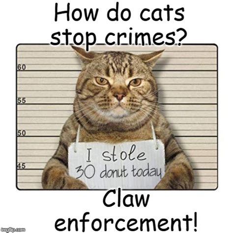 Criminal Cats Imgflip