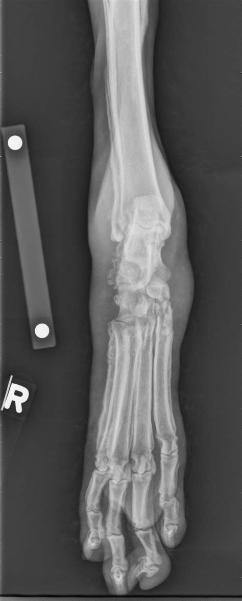 Hypertrophic Osteopathy In Dogs And Cats Musculoskeletal System Msd