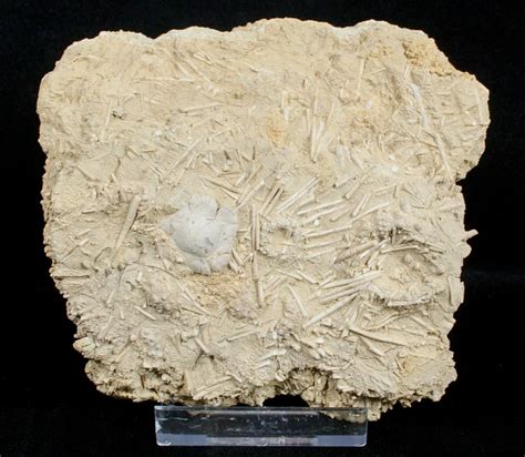 Fossil Jurassic Echinoderm Acrosalenia Spines France 3173 For