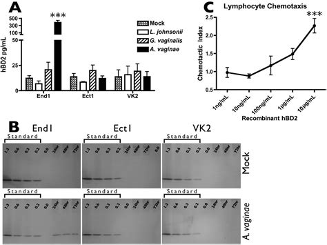 Lactobacillus Vaginalis Semantic Scholar